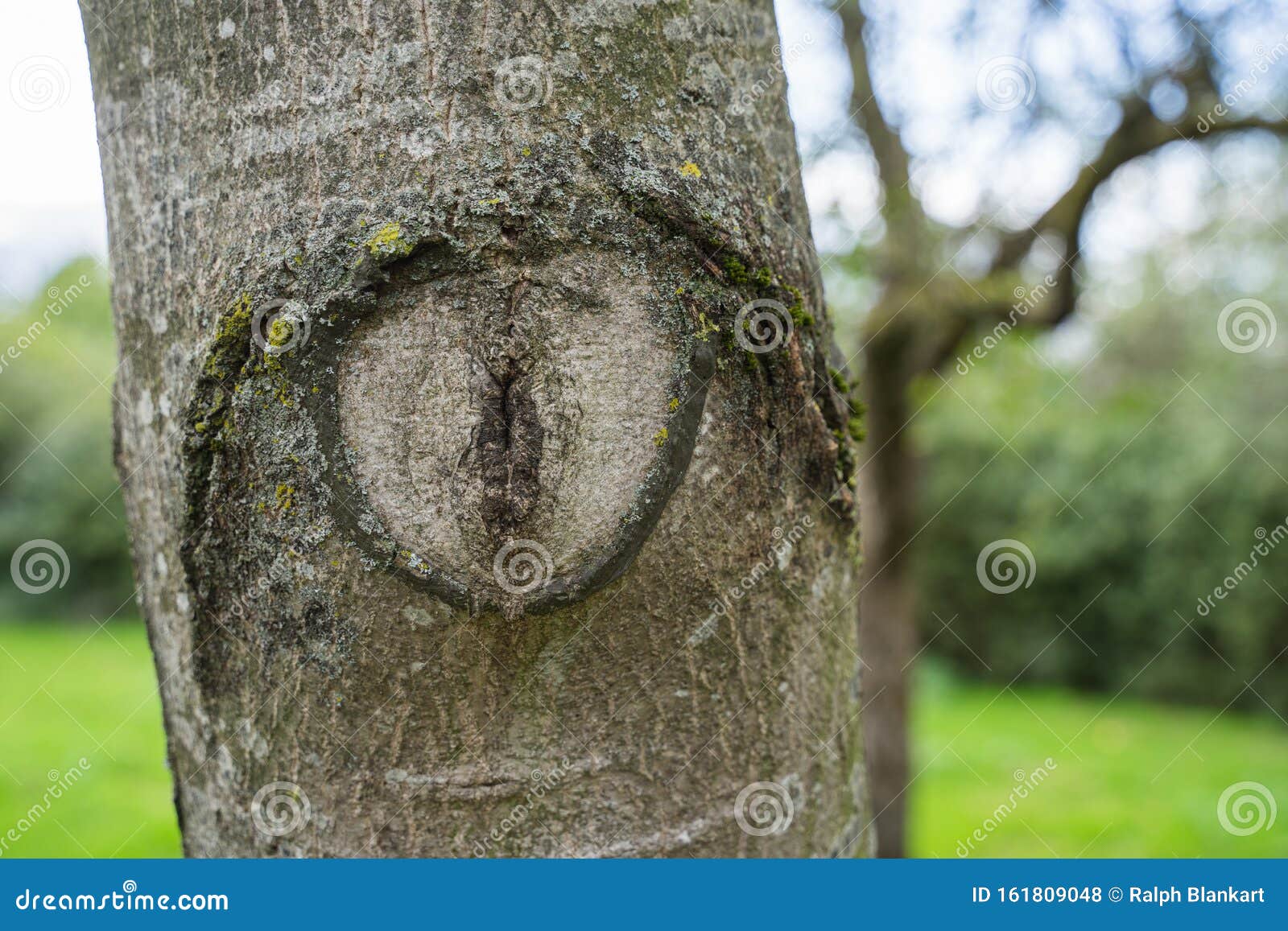 Knothole In Old Tree Stock Image | CartoonDealer.com #30356029