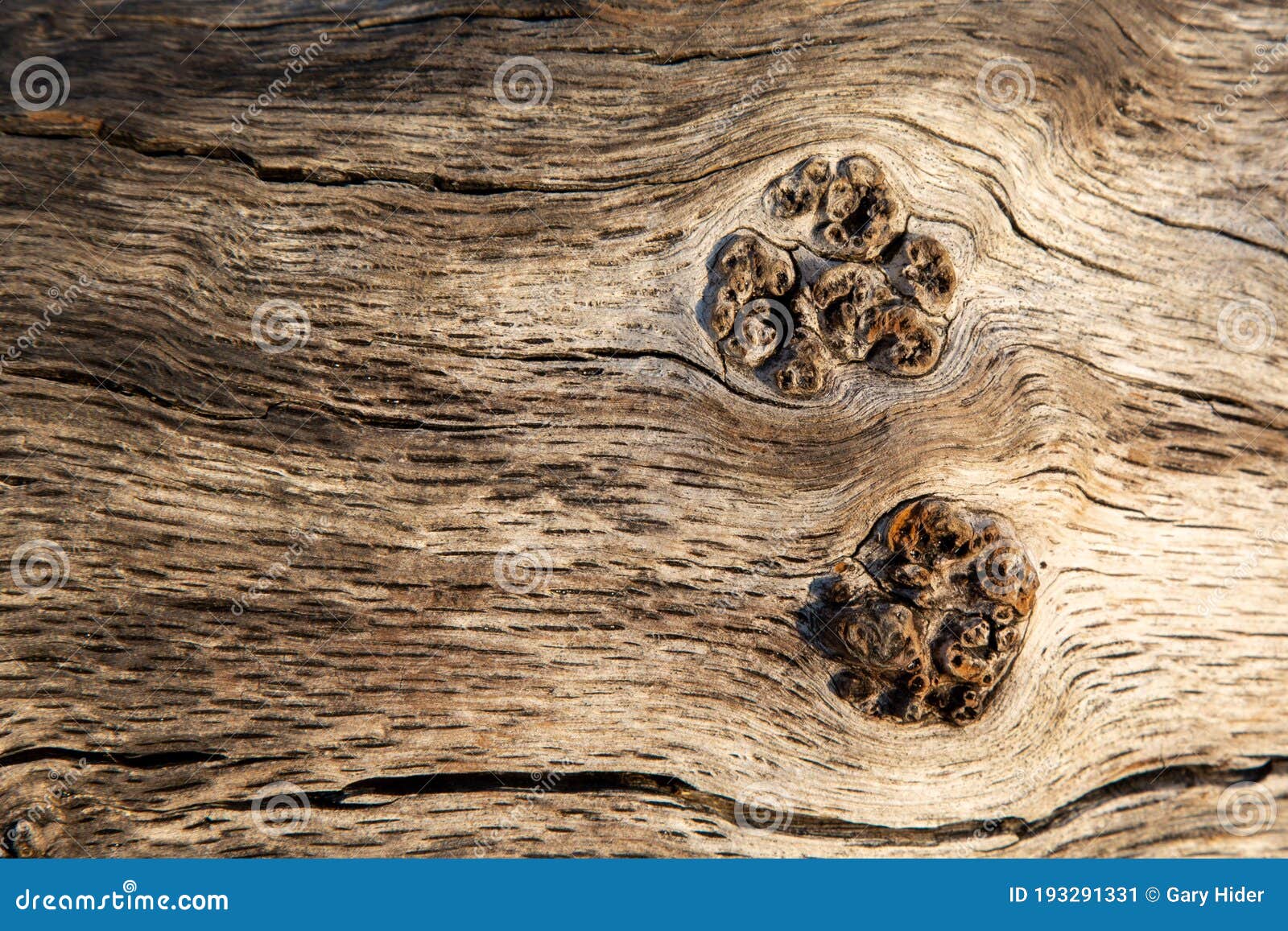 A Close Up of Knots in a Tree Trunk Stock Image - Image of wooden ...