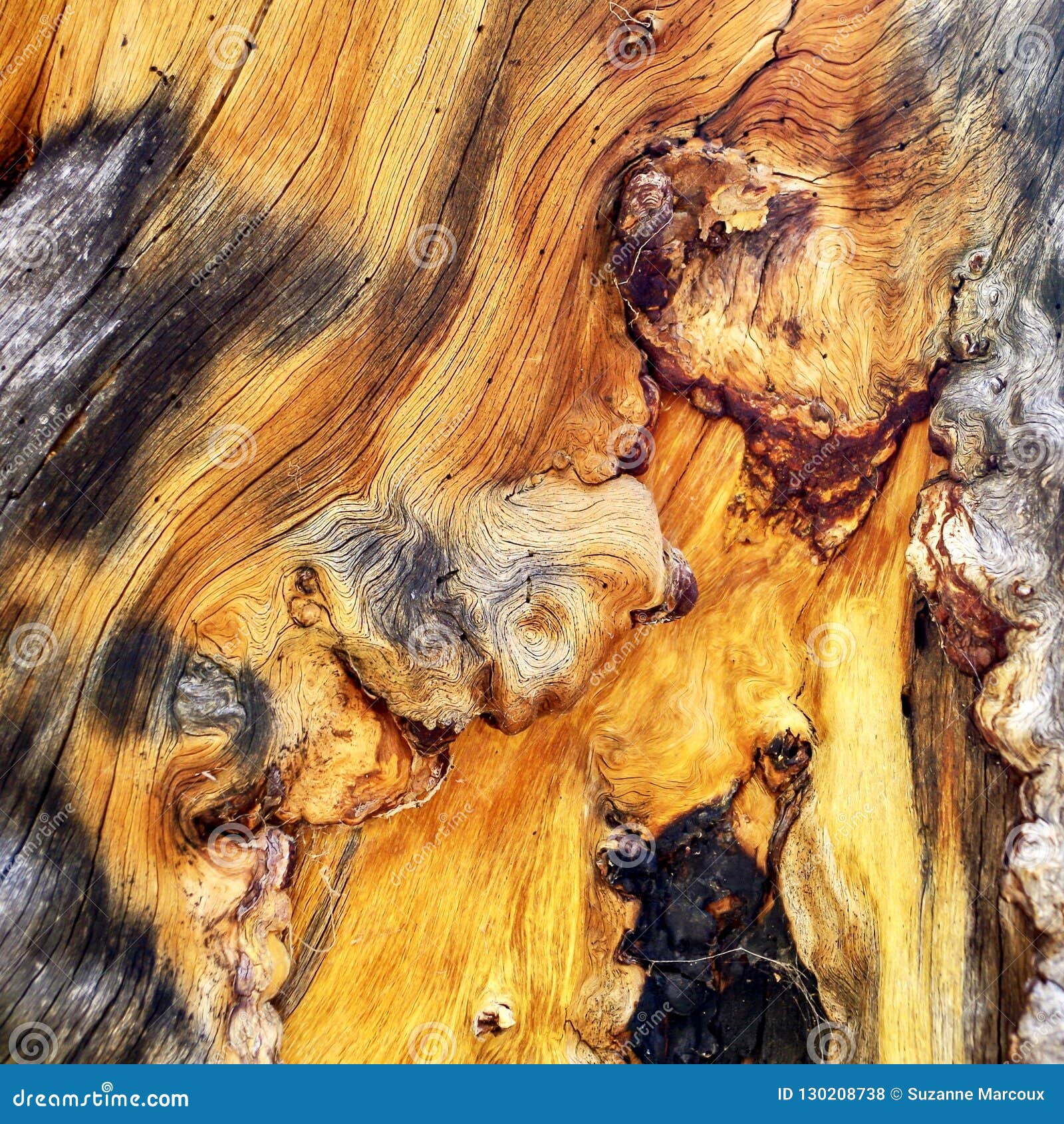 Knotted Tree Root Along Trails of Mount Charleston, Nevada Stock Photo ...