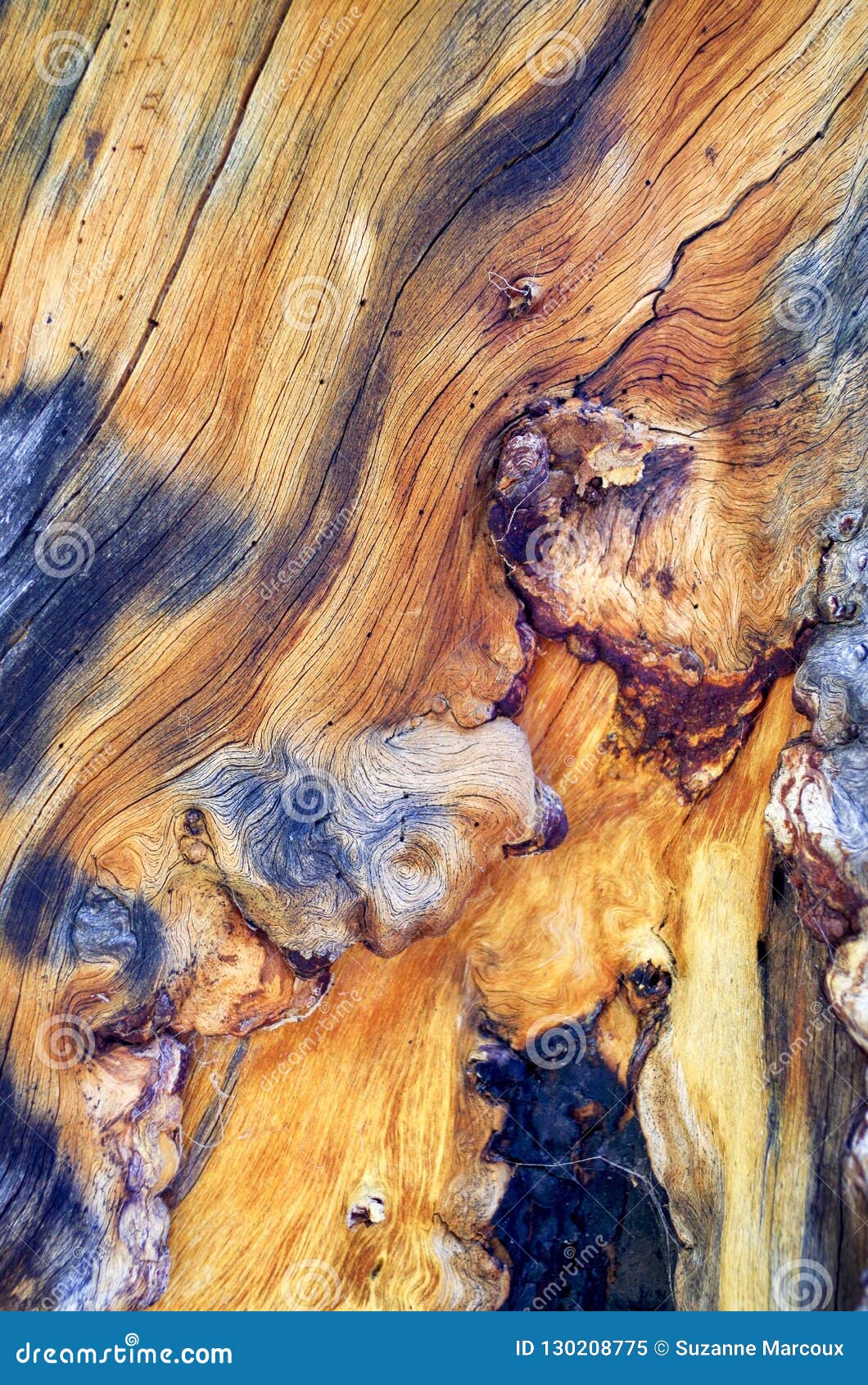 Knotted Tree Root Along Trails of Mount Charleston, Nevada Stock Image ...
