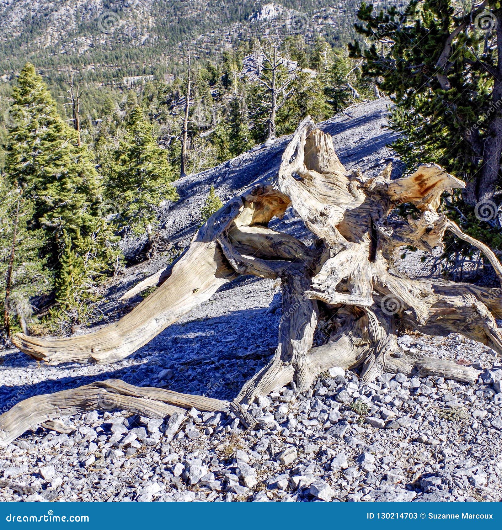 Knotted Tree Root Along Trails of Mount Charleston, Nevada Stock Image ...