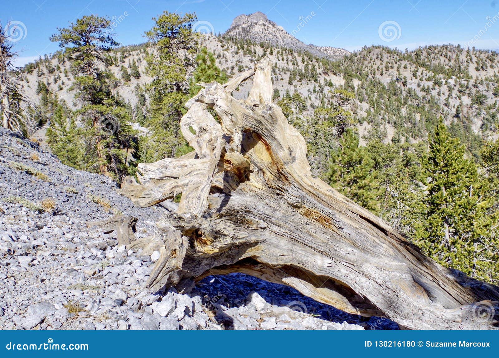 Knotted Tree Root Along Trails of Mount Charleston, Nevada Stock Photo ...