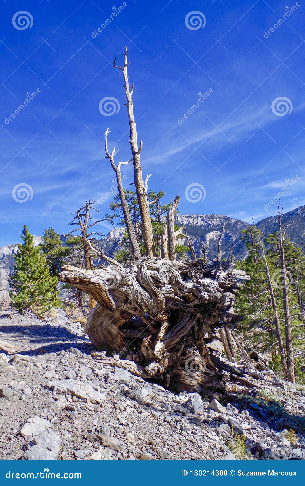 Knotted Tree Root Along Trails of Mount Charleston, Nevada Stock Photo ...