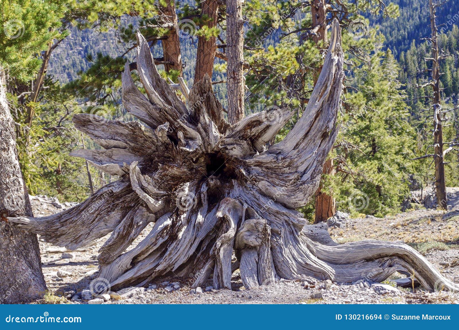 Knotted Tree Root Along Trails of Mount Charleston, Nevada Stock Photo ...