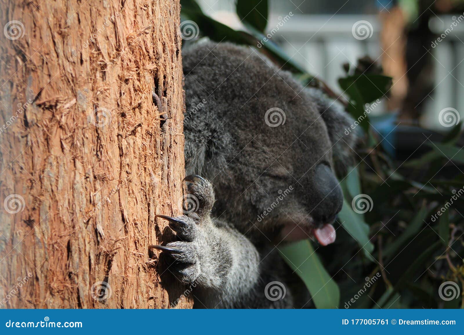 A close up of a koala stock image. Image of grey, eyes - 177005761