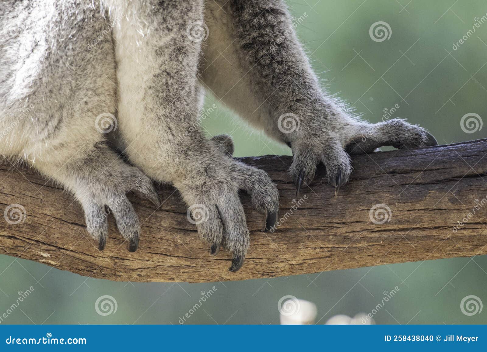 Close up of Koala paws stock photo. Image of paws, leaves - 258438040