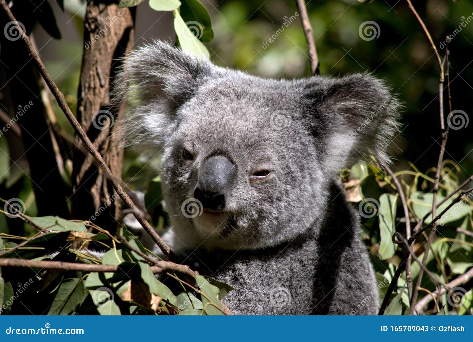 This is a Close Up of a Koala Stock Image - Image of eyes, black: 165709043