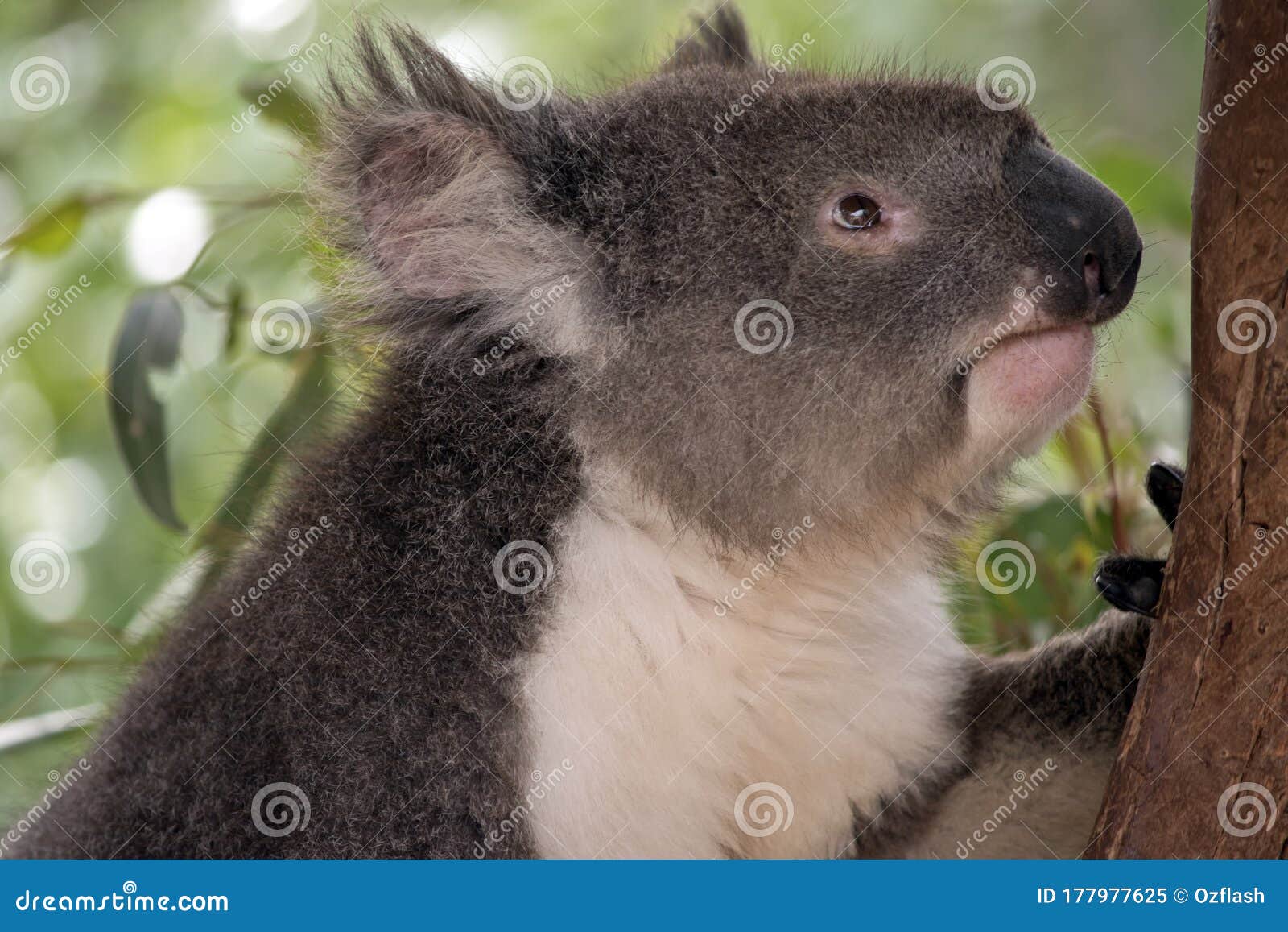 This is a Close Up of a Koala Stock Image - Image of furry, tree: 177977625