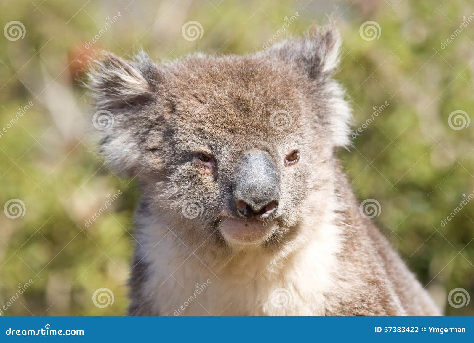 Close-up of a koala stock photo. Image of head, face - 57383422