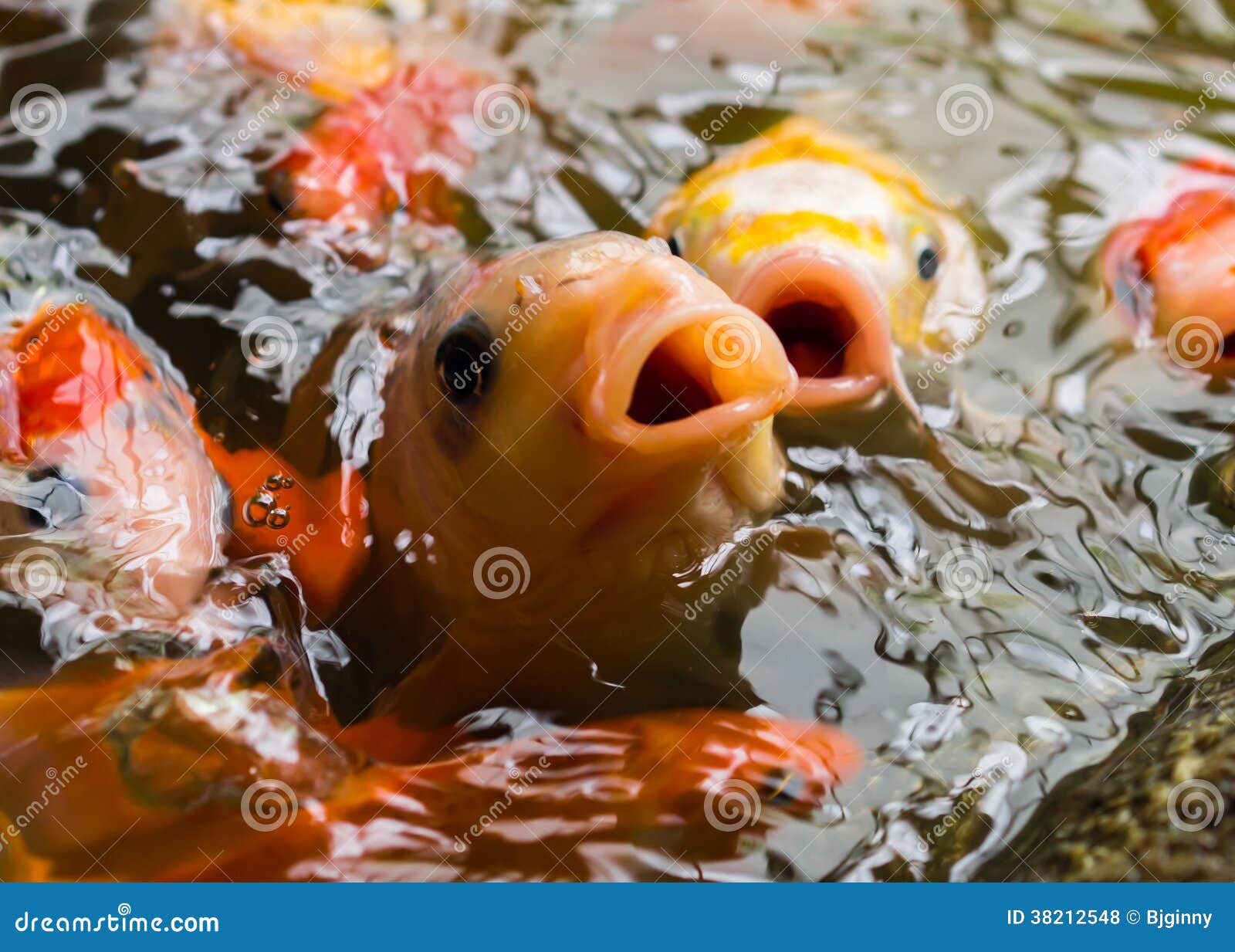 Close up koi fish stock photo. Image of culture, carp - 38212548