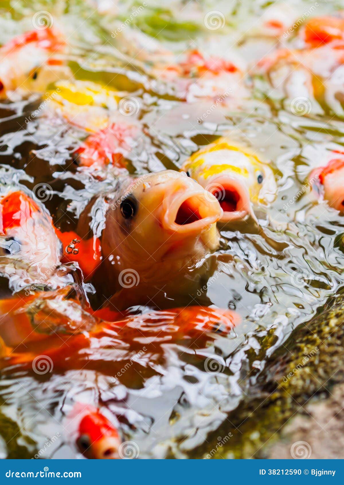 Close up koi fish stock photo. Image of asian, carp, asia - 38212590