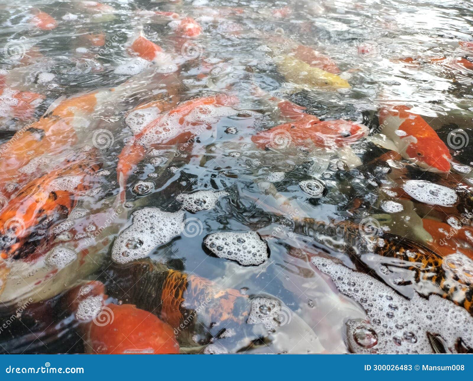 Koi fish in the water stock image. Image of pool, fish - 300026483