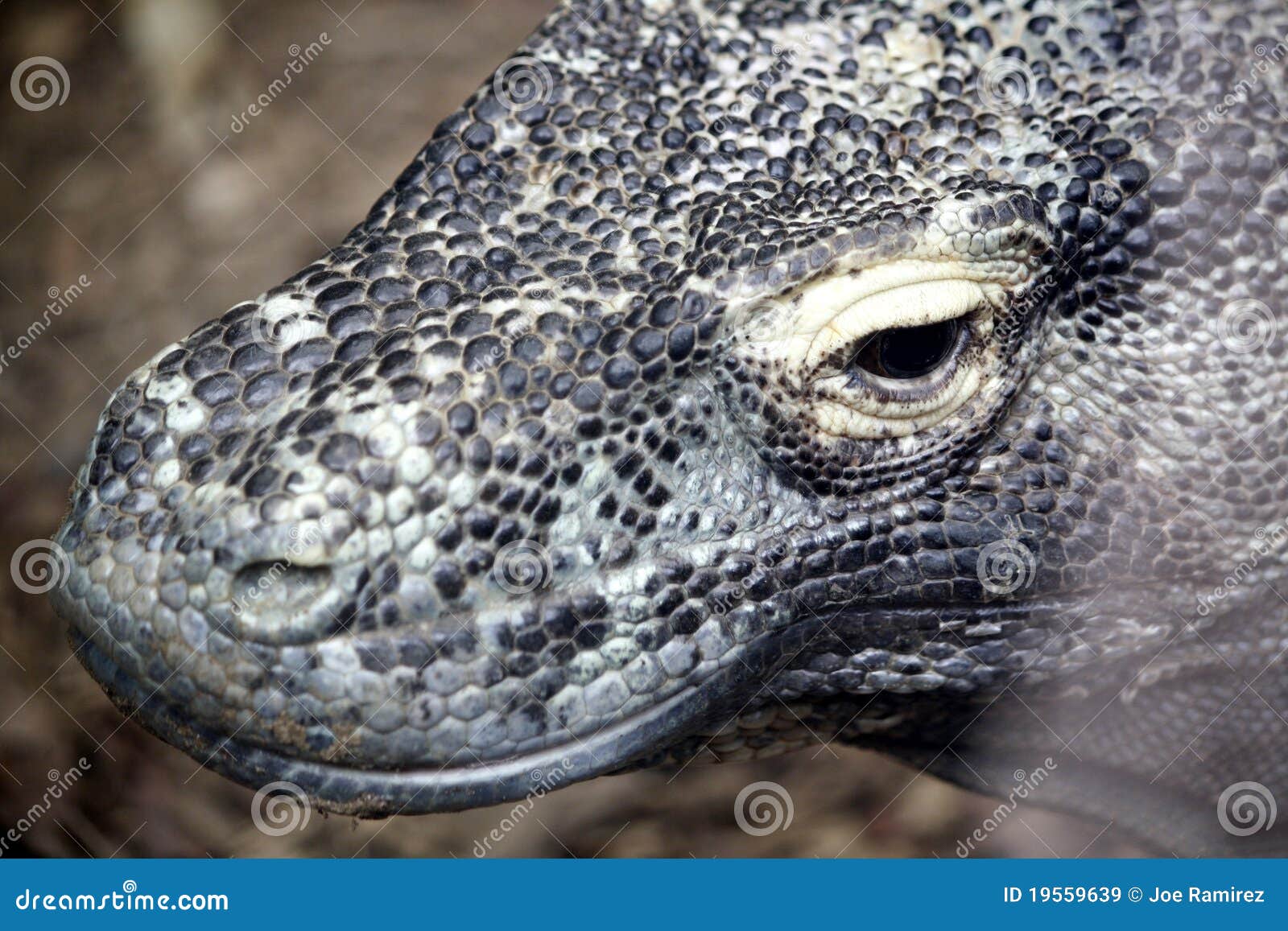 Close up of komodo dragon stock image. Image of national - 19559639