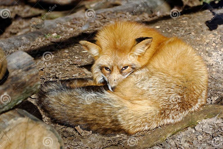 Close-up of a Korean Fox Looking into the Camera while Lying on the ...