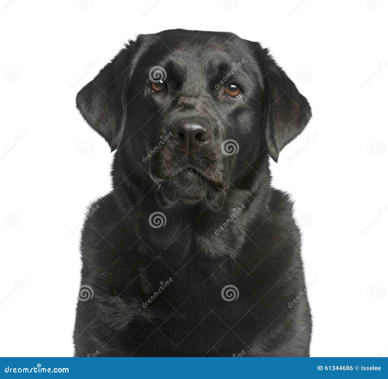 Close-up Of Labrador Retriever, 3 Years Old Royalty-Free Stock Image ...
