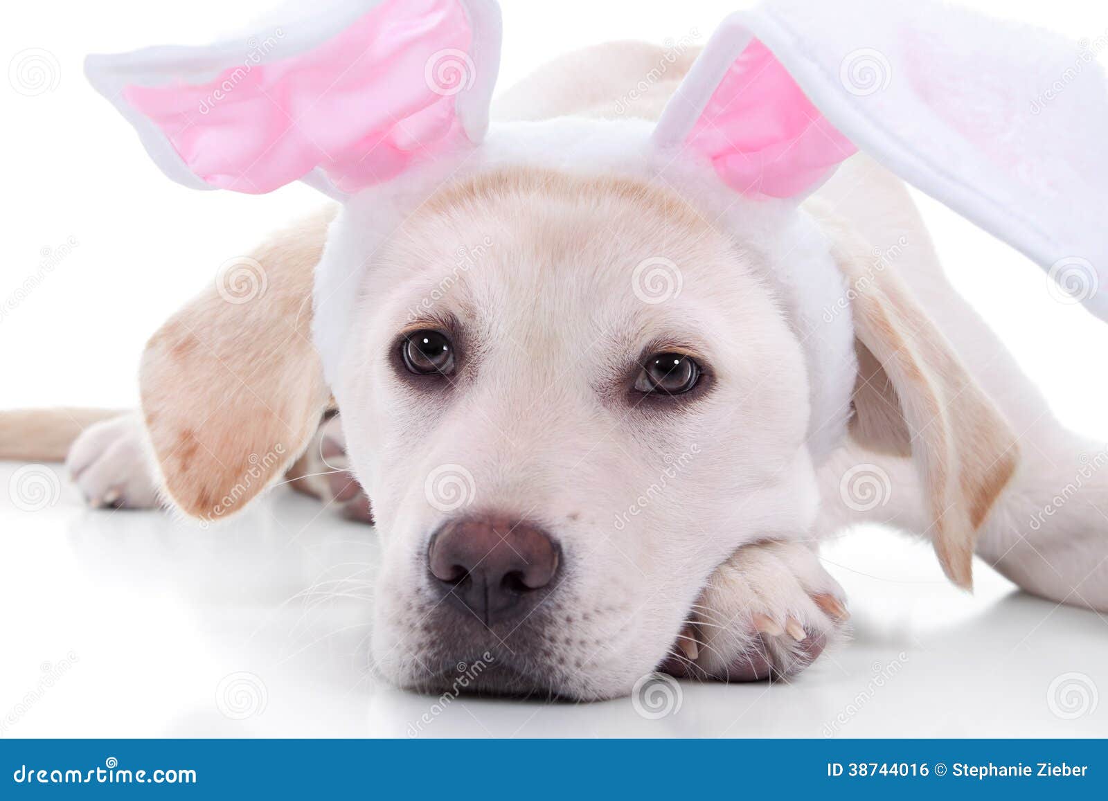 Easter Bunny Dog stock photo. Image of close, bunny, costume - 38744016