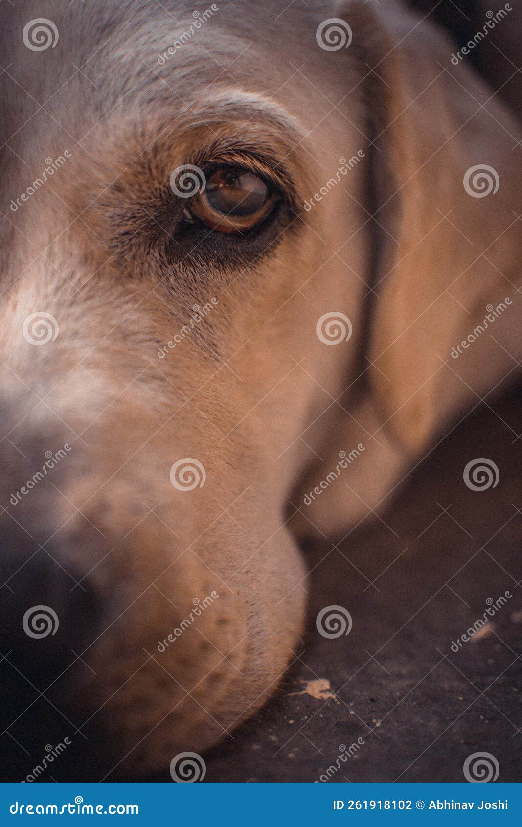 Close Up of Labrador Puppy Face - Labrador Pet Stock Photo - Image of ...