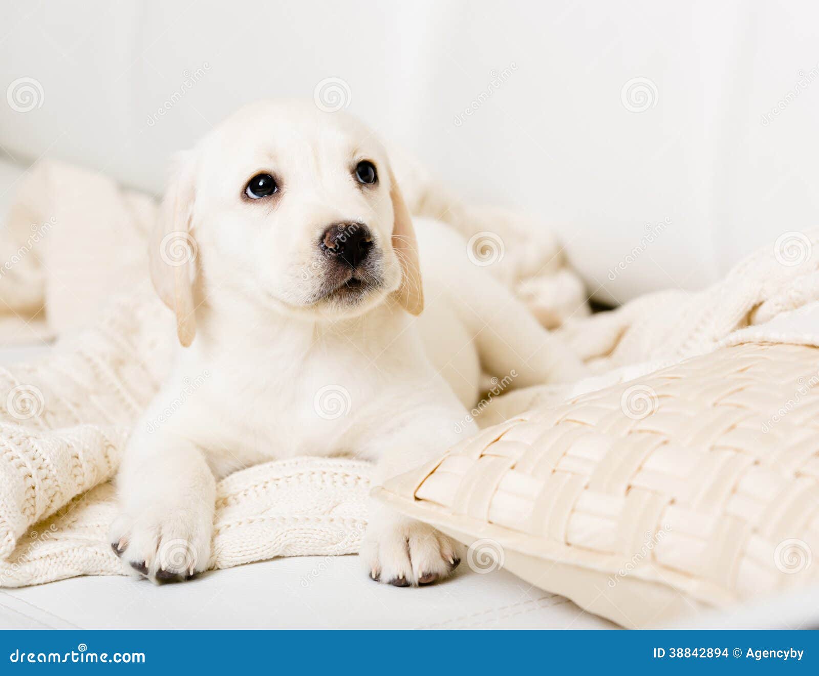 Close Up of Labrador Puppy Lying on the Sofa with Pillow Stock Photo ...