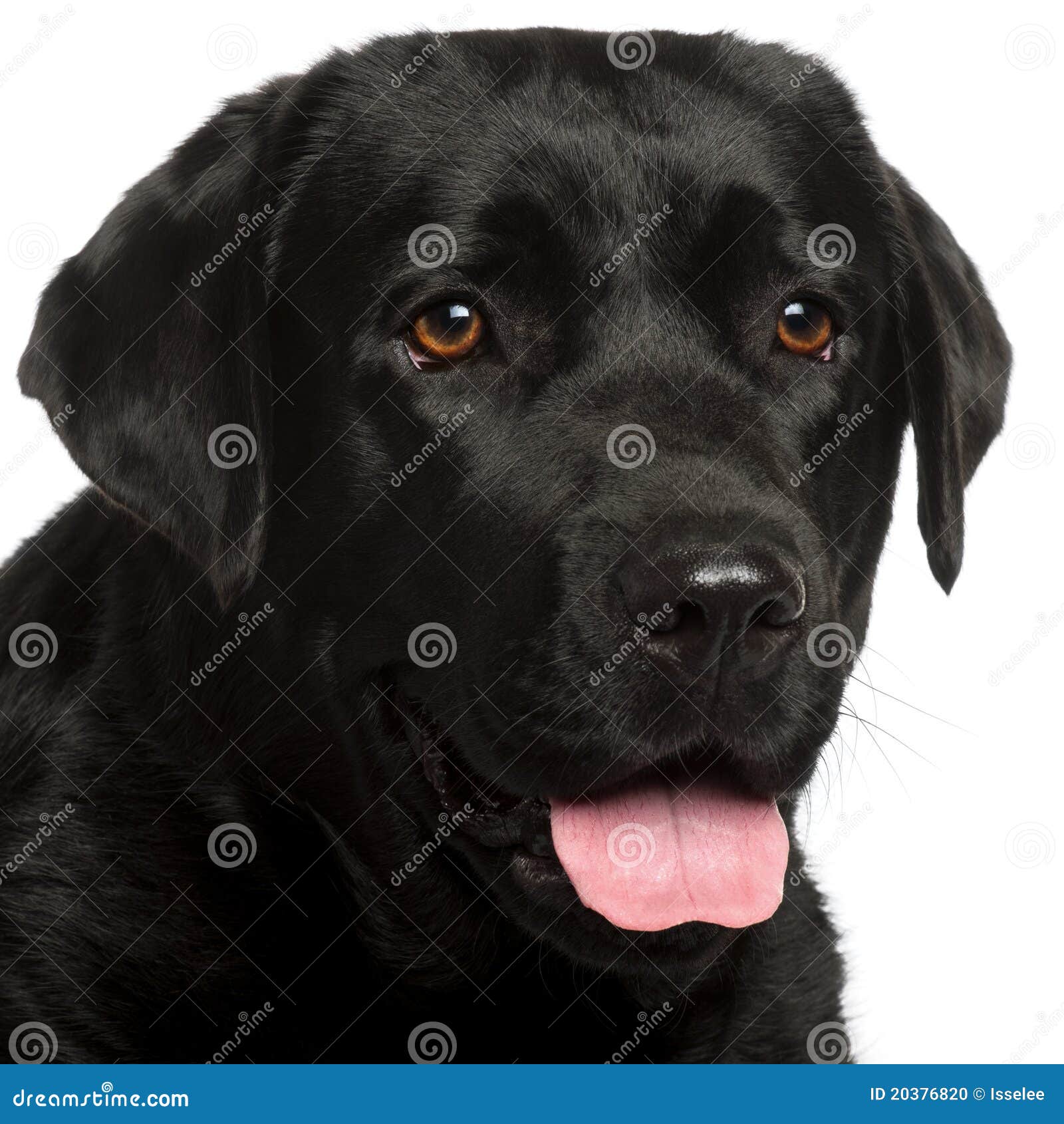 Close-up Of Labrador Retriever, 3 Years Old Royalty-Free Stock Image ...
