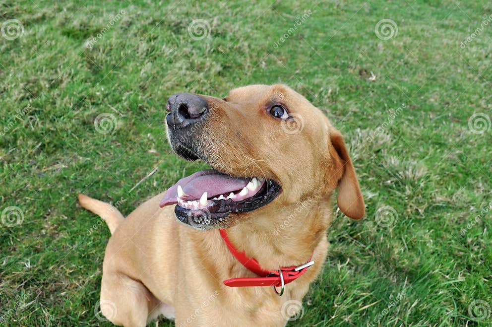 Close Up of a Labrador Retriever Stock Photo - Image of golden, award ...