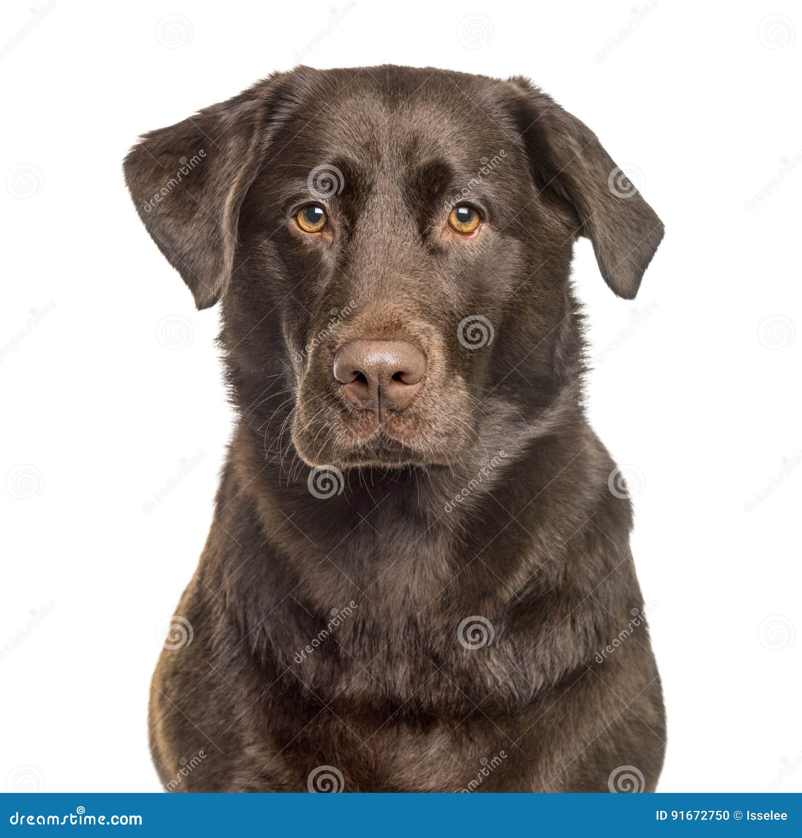 Close-up Of Labrador Retriever, 3 Years Old Royalty-Free Stock Image ...