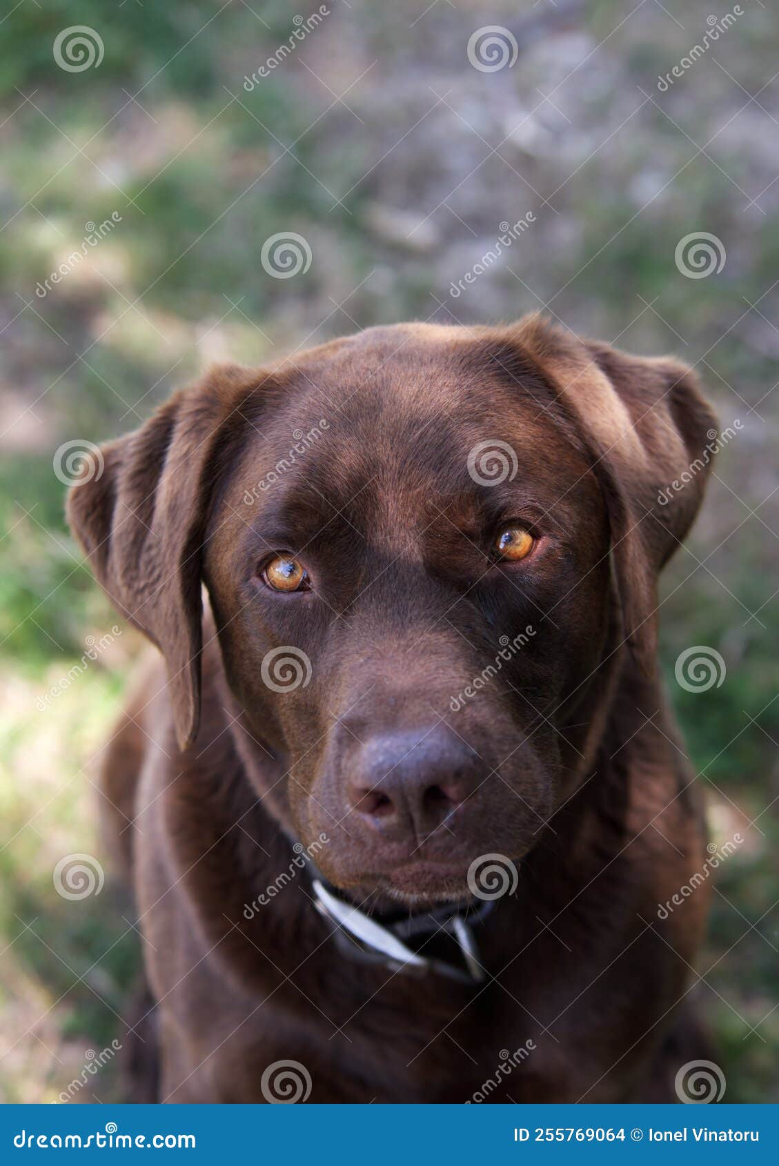 Close-up with Labrador Retriever Looking at Camera with Beautiful Eyes ...