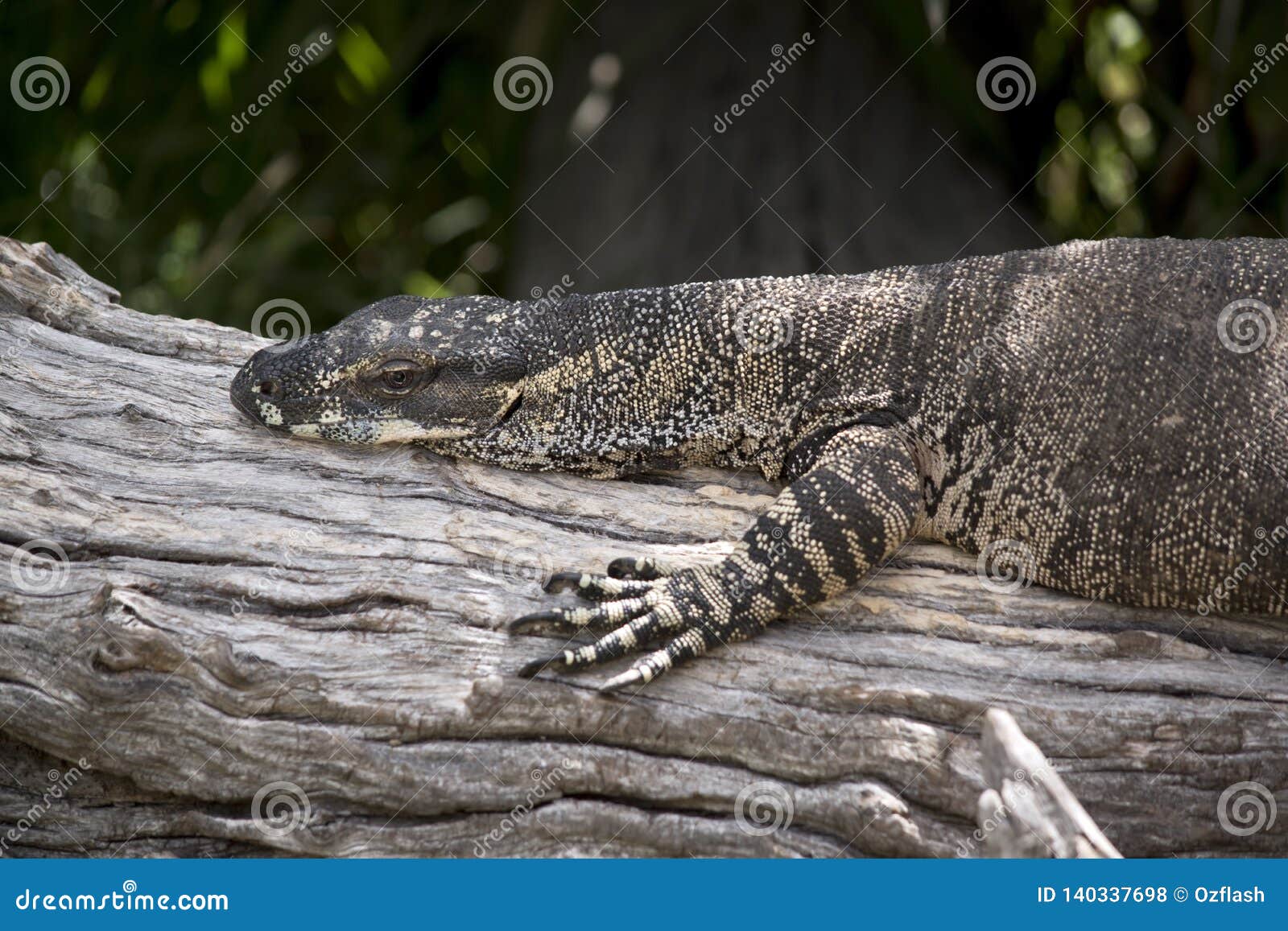 A lace lizard stock photo. Image of creature, shedding - 140337698