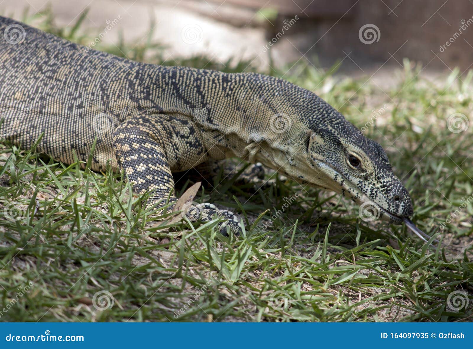 This is a Side View of a Lace Monitor Lizard Stock Image - Image of ...