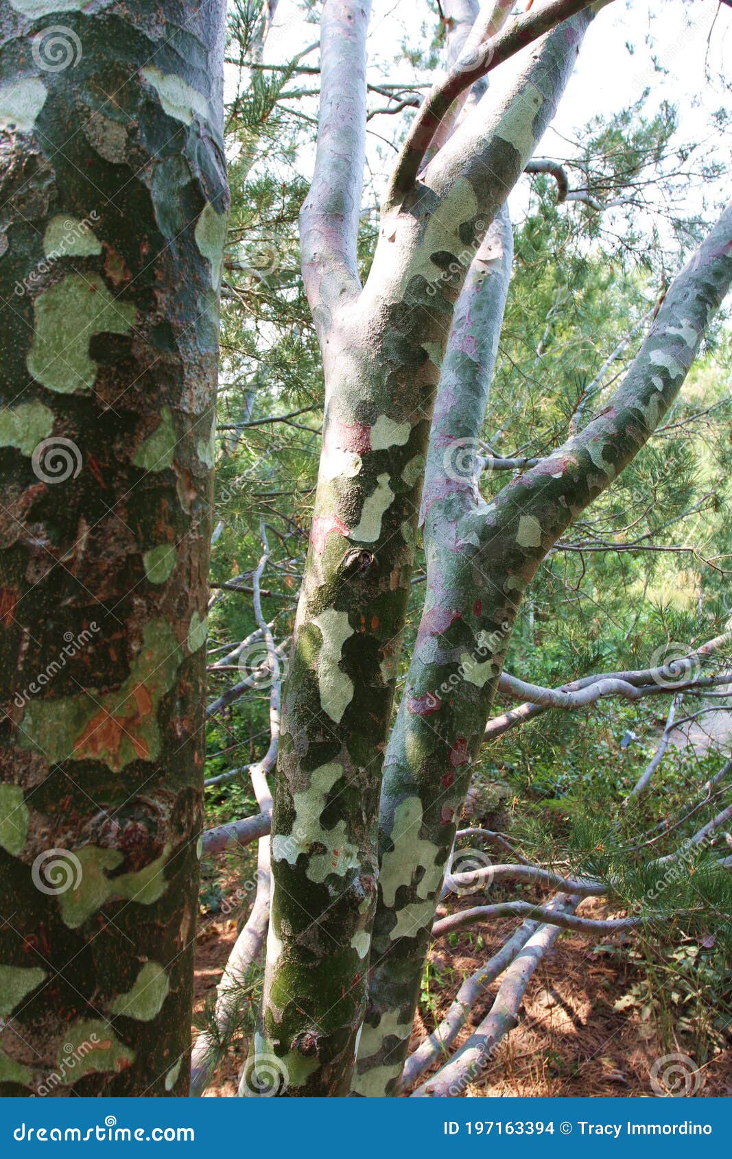 Close Up of Lacebark Pine Tree Trunks with Multi Colored Bark Stock ...