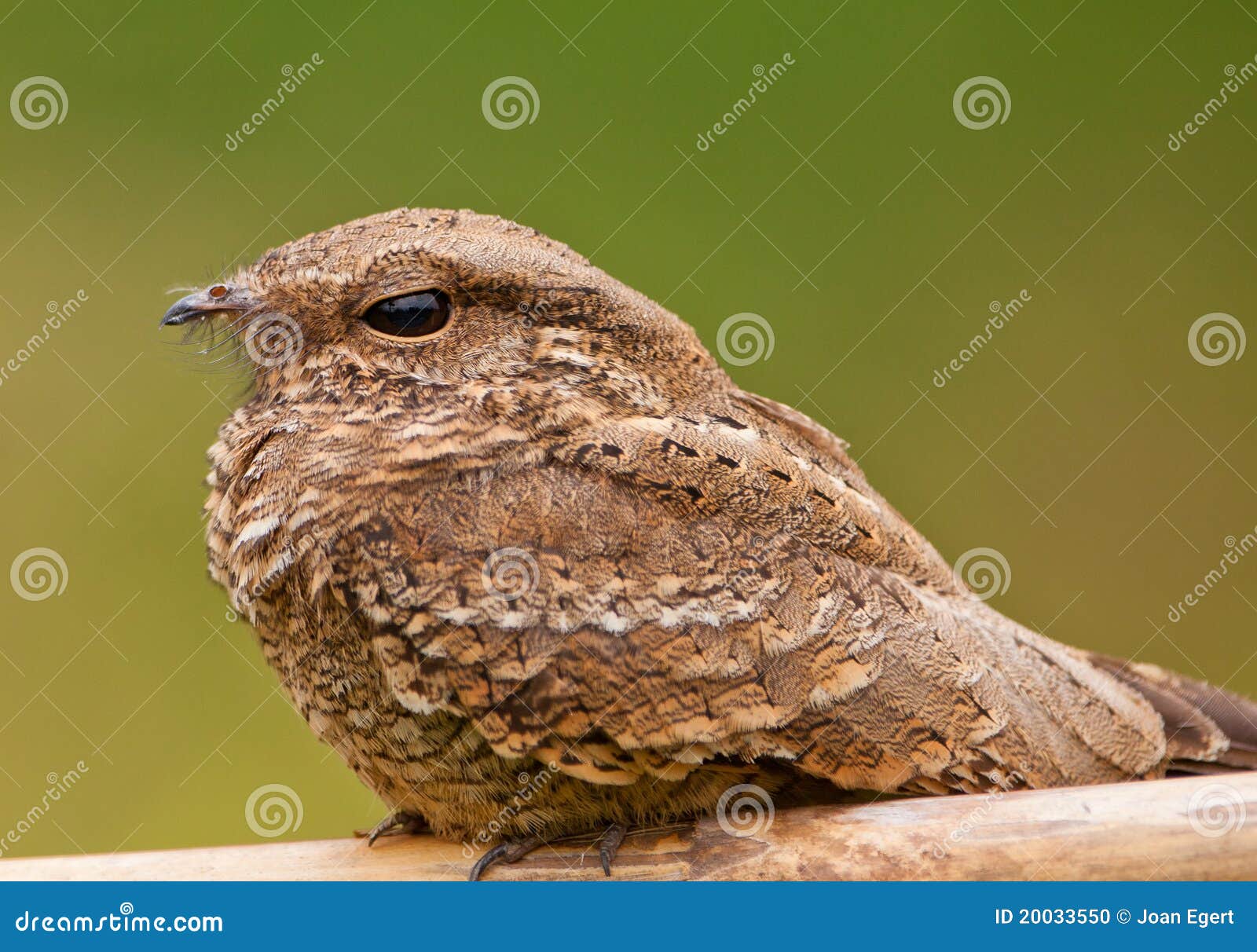 Close-up of a Ladder-tailed Nightjar Stock Photo - Image of equatorial ...