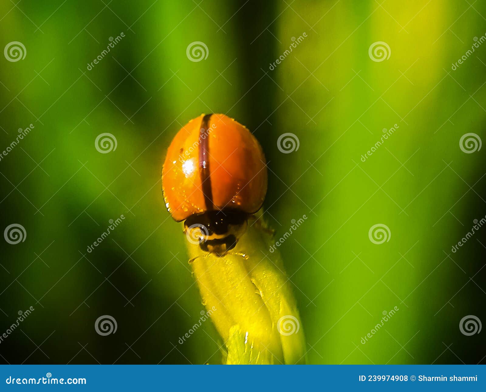 Close up of a lady bug. stock photo. Image of invertebrate - 239974908