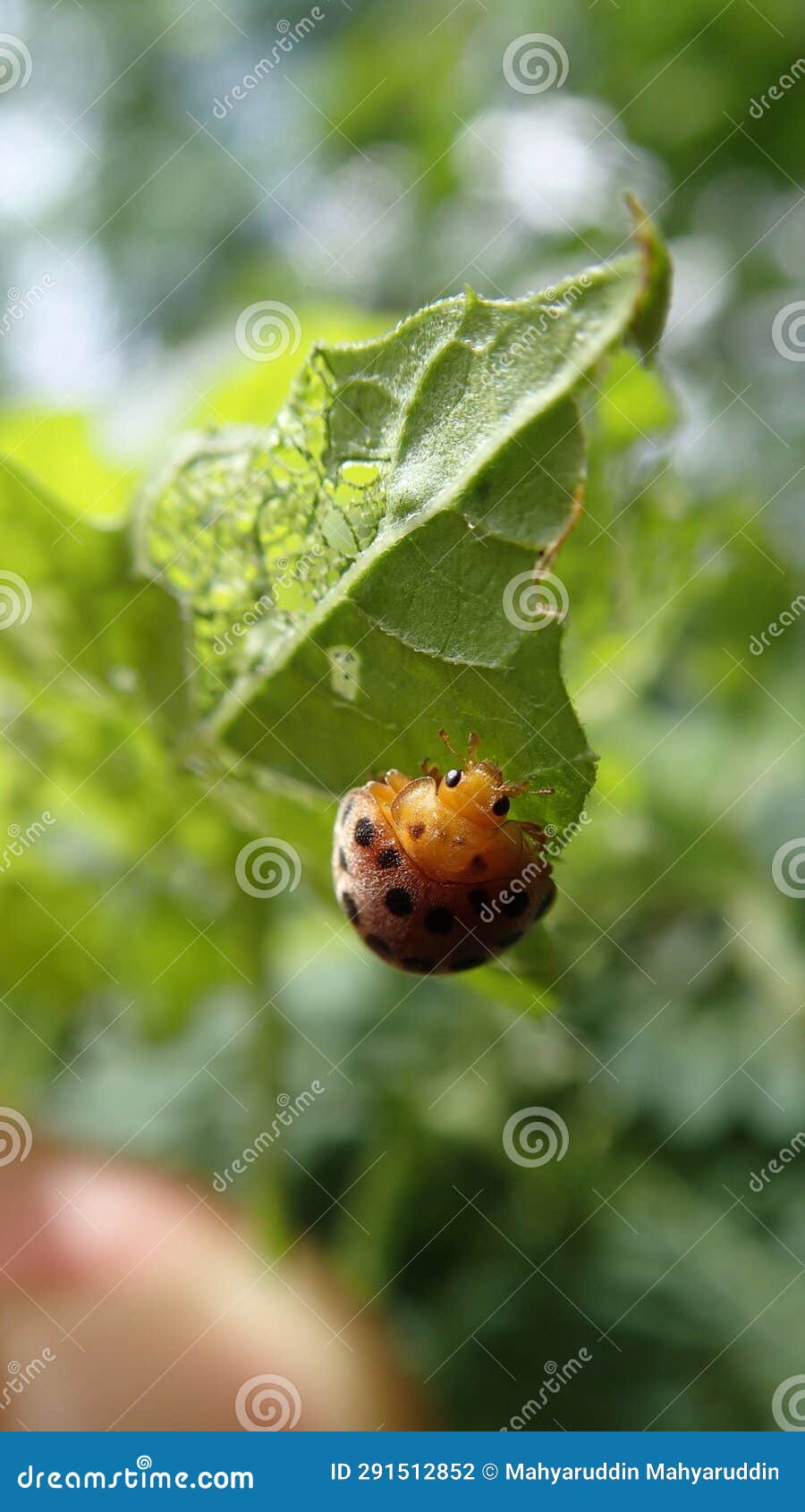 Close Up Lady Bug Eating Leaf Stock Photo - Image of close, leaf: 291512852