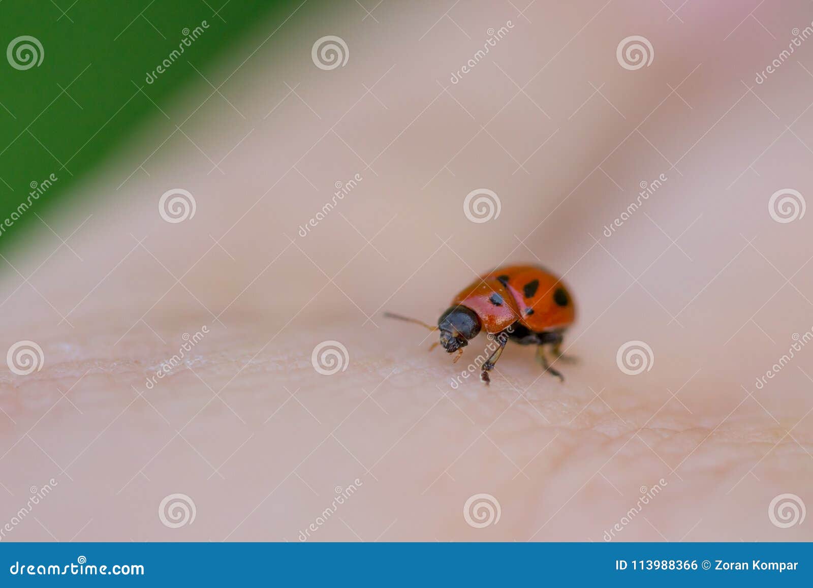 Close Up of Lady Bug on Hand Stock Photo - Image of finger, color ...