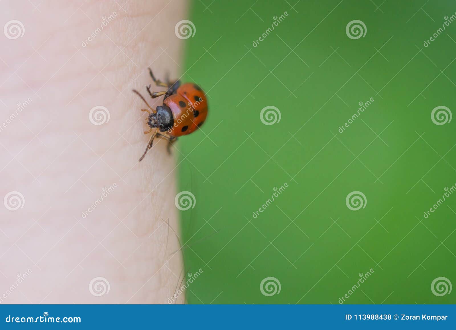 Close Up of Lady Bug on Hand Stock Photo - Image of lady, natural ...