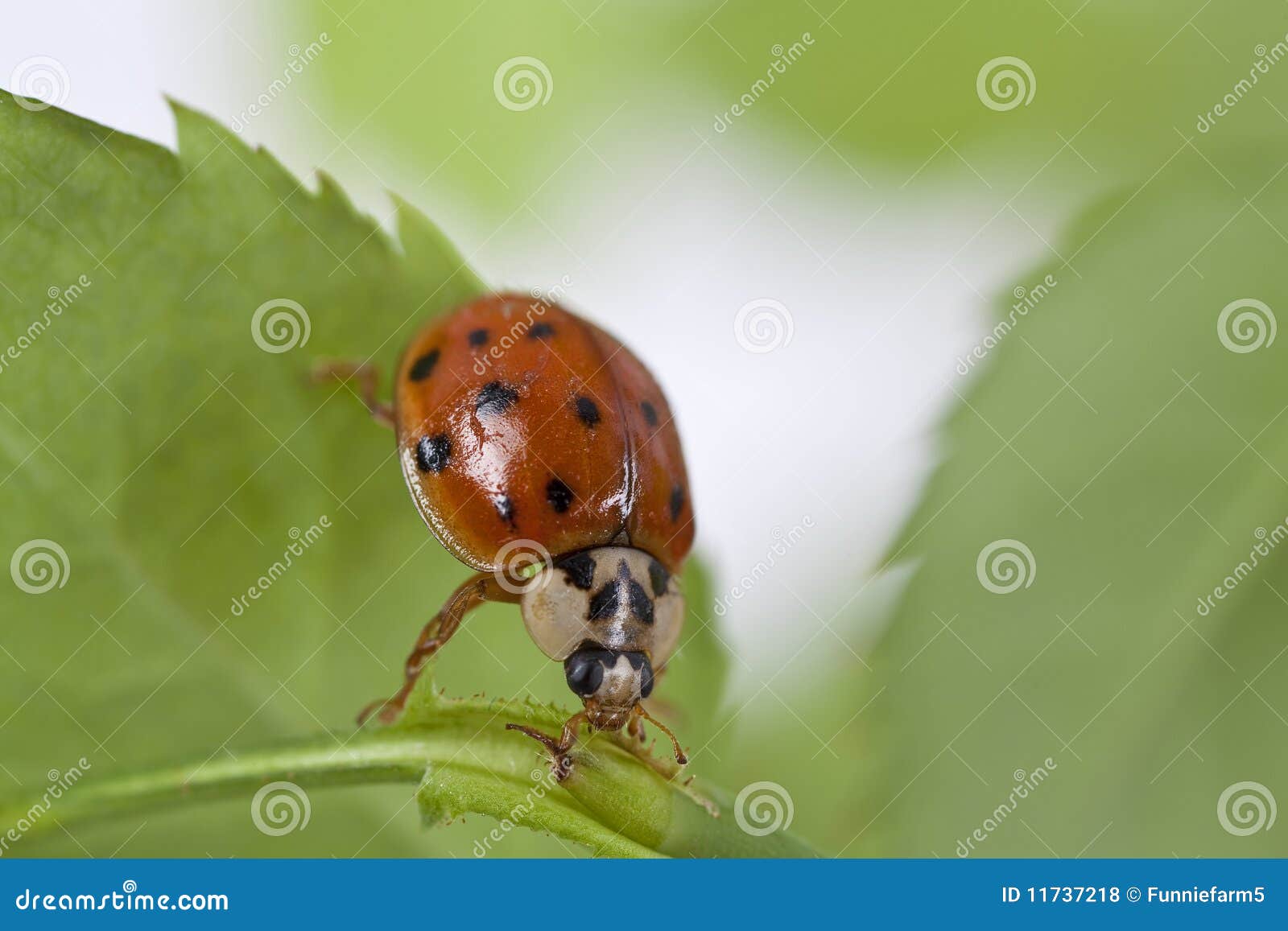 Close Up of Lady Bug on Plant Stock Photo - Image of clock, lady: 11737218