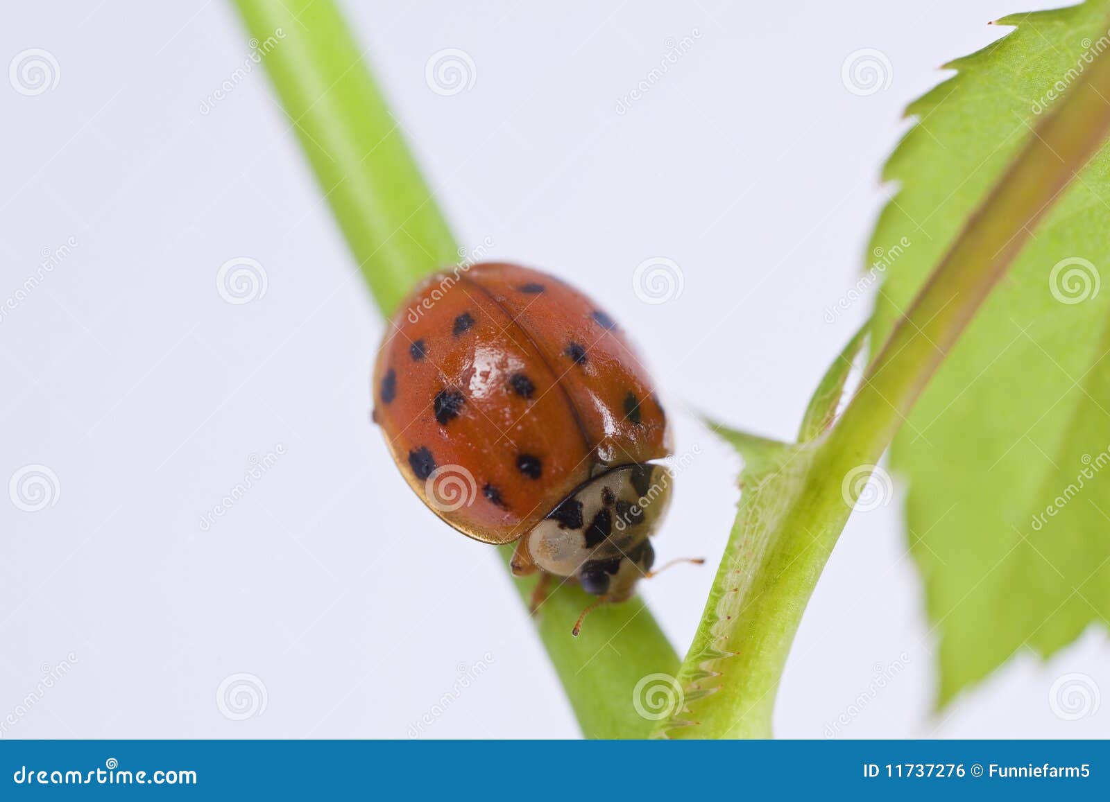 Close Up of Lady Bug on Plant Stock Photo - Image of close, grass: 11737276