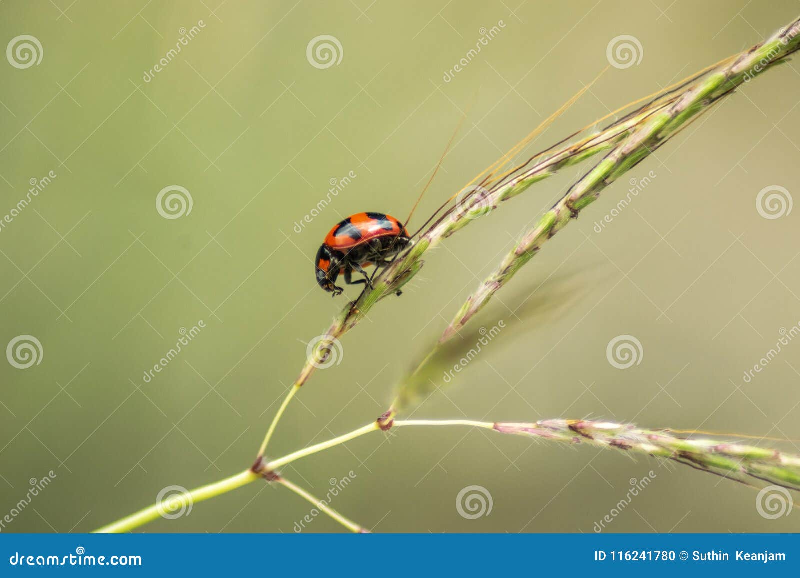 Close Up of Ladybird Climb on Grass Stock Photo - Image of leaf ...