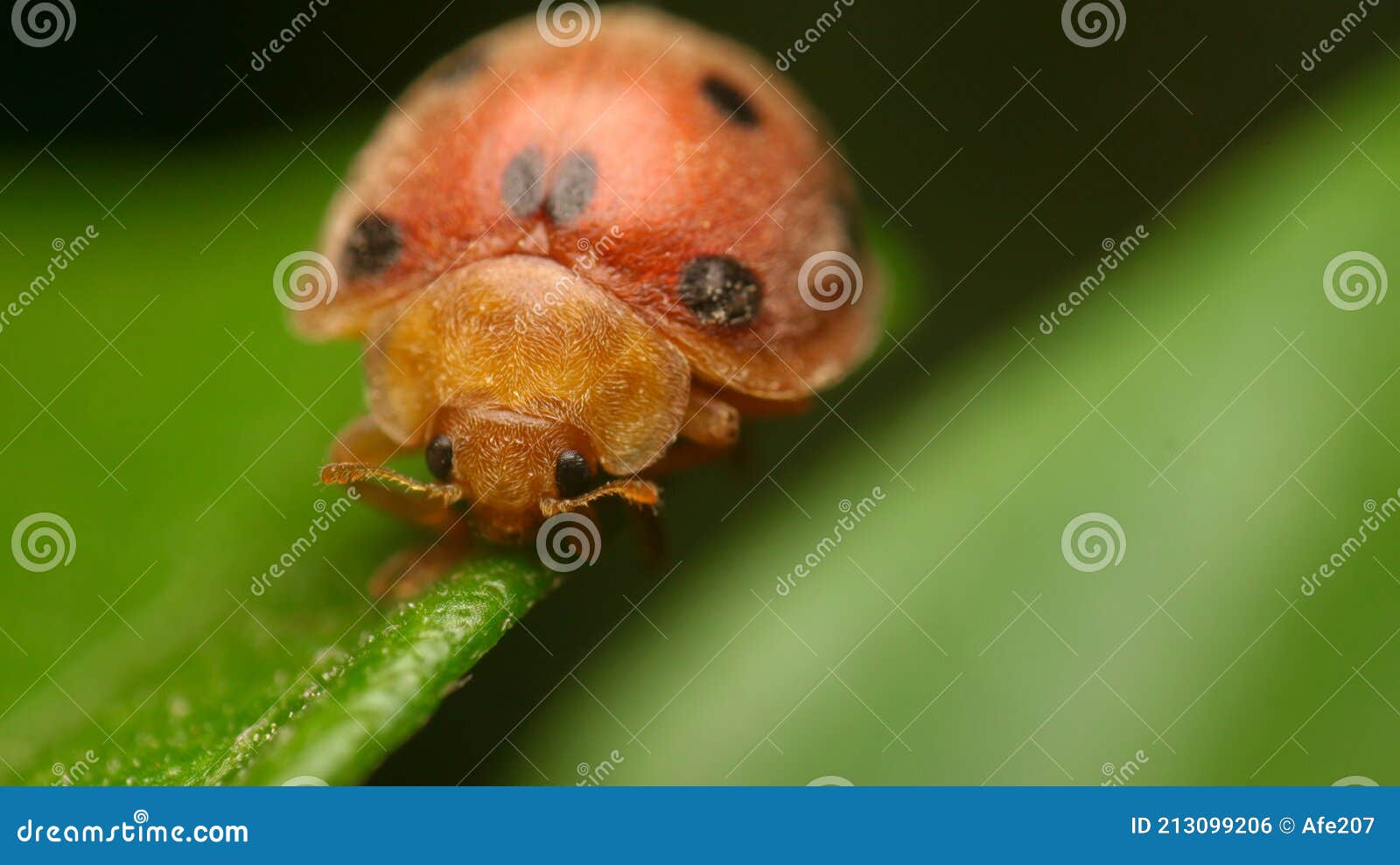 Close-up Ladybird Ladybug on Green Leaf Stock Photo - Image of isolated ...