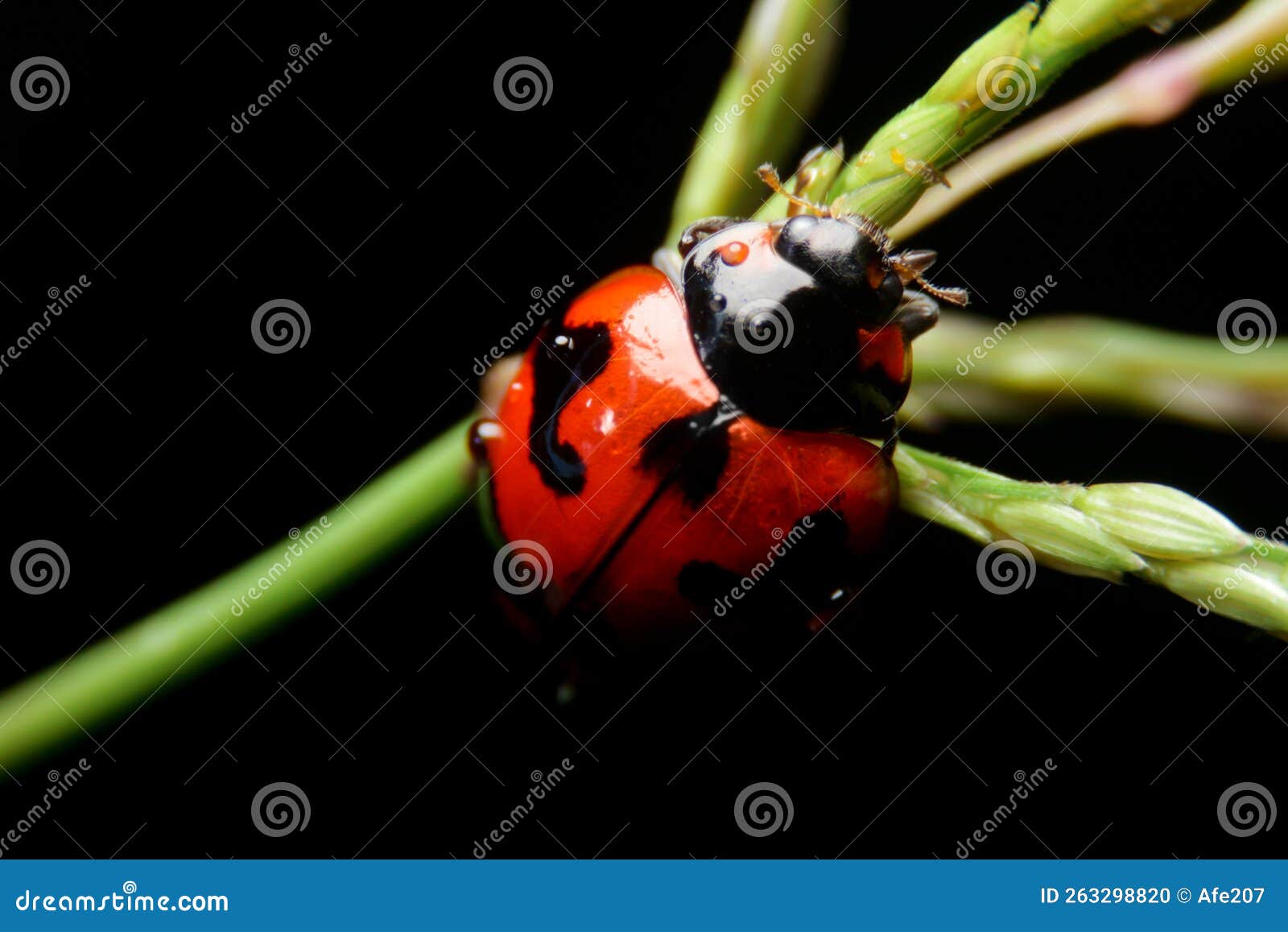 Close-up Ladybird Ladybug Night Stock Photo - Image of nature, leaf ...