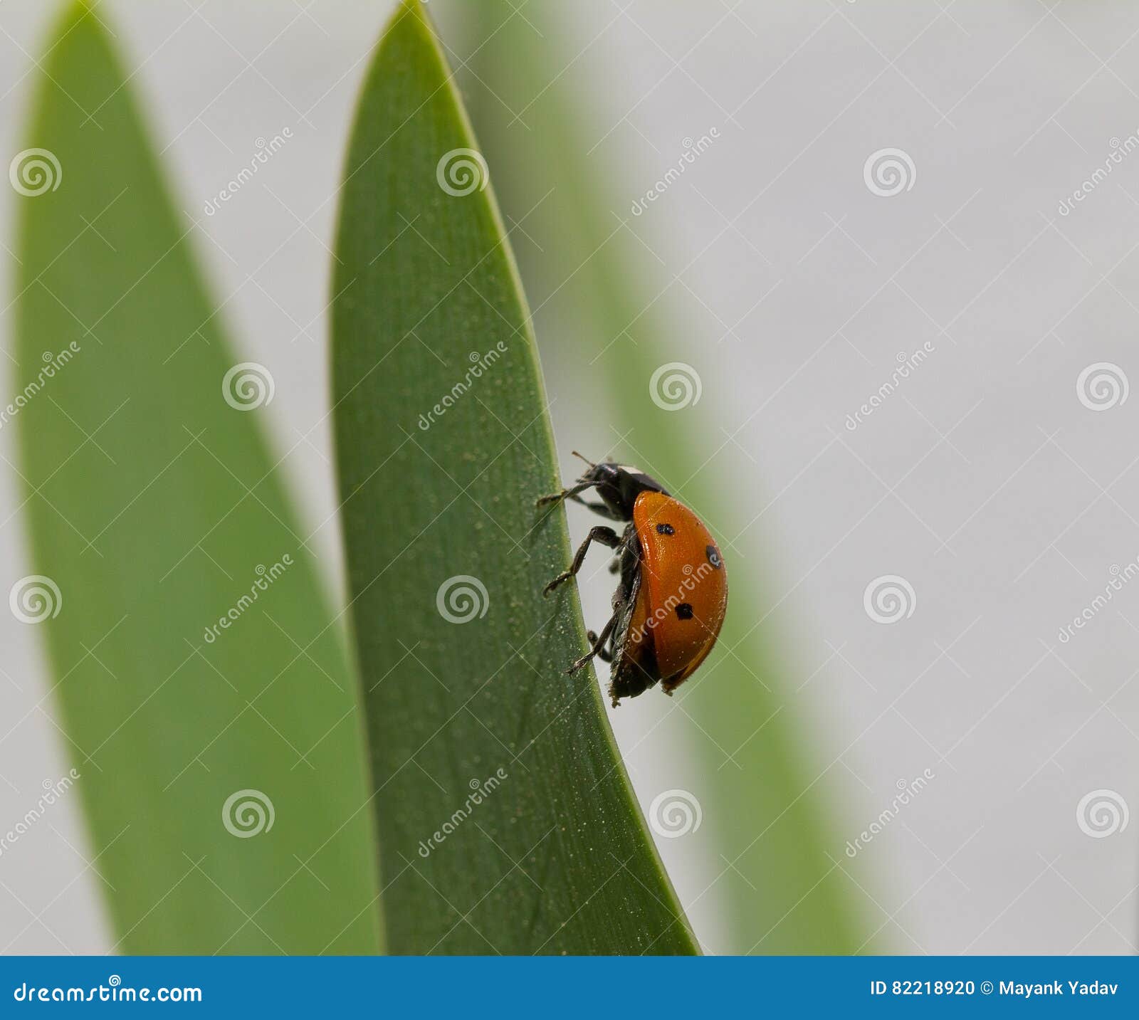 Ladybug Walking On A Daisy Stem Side View Royalty-Free Stock ...