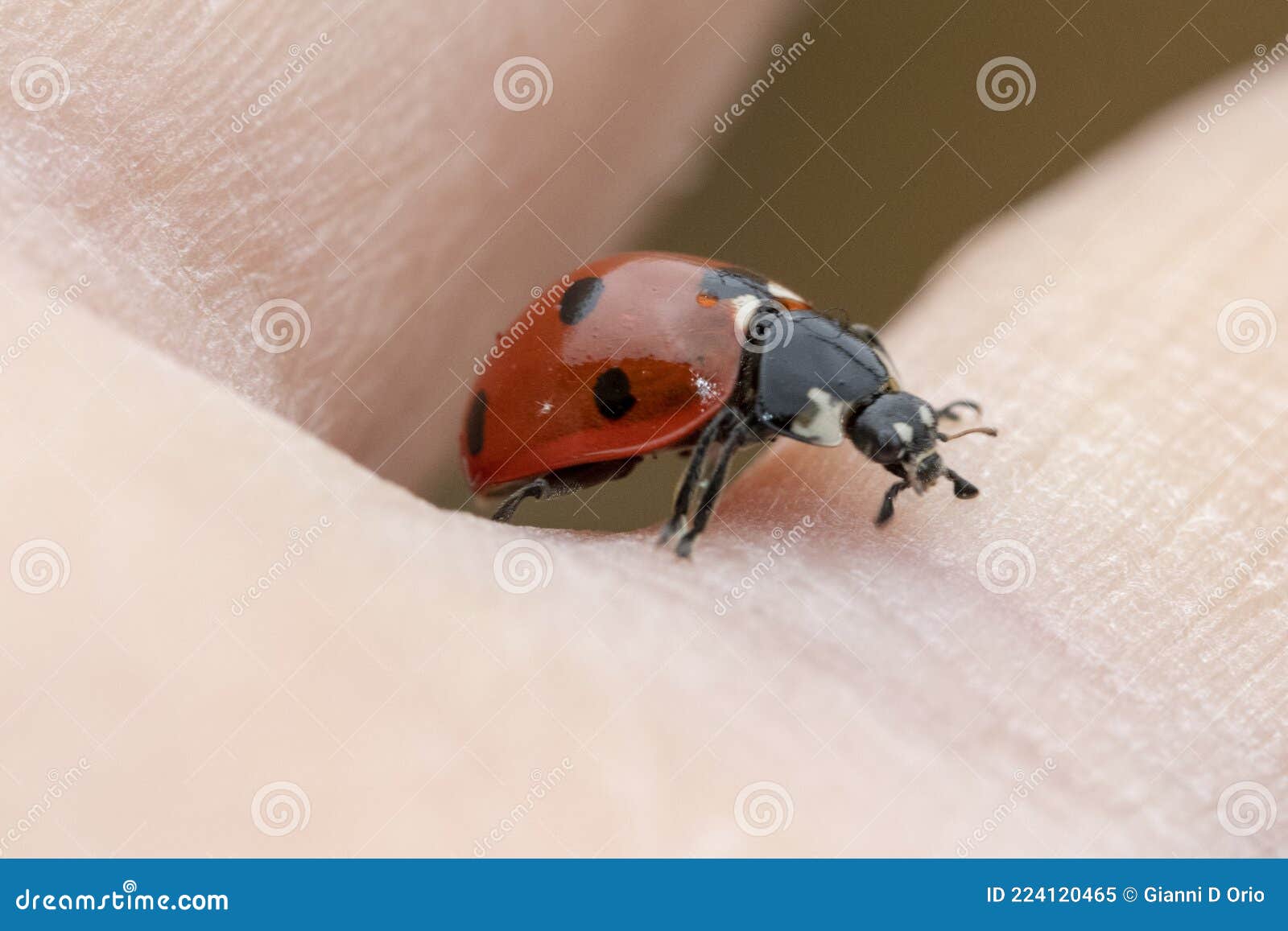 Close Up of Ladybug Above a Hand Stock Image - Image of environment ...