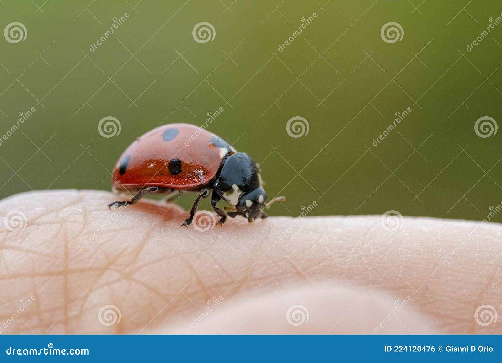 Close Up of Ladybug Above a Hand Stock Photo - Image of natural, friend ...