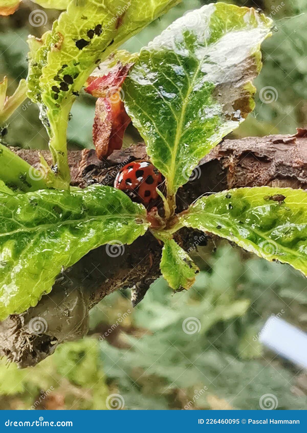 Close Up Of Aphids Plant Lice, Greenfly, Blackfly Or Whitefly Feeding ...