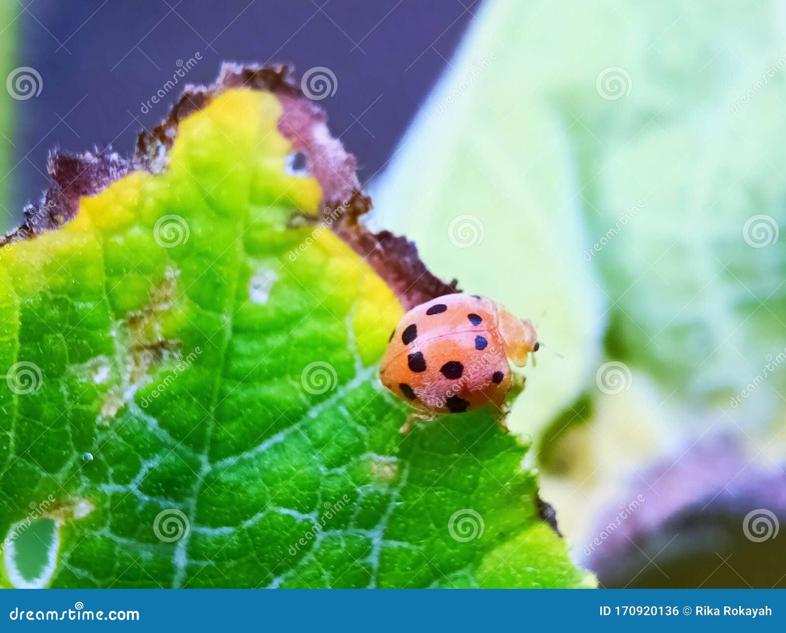 Closeup of ladybug stock photo. Image of fauna, nature - 170920136