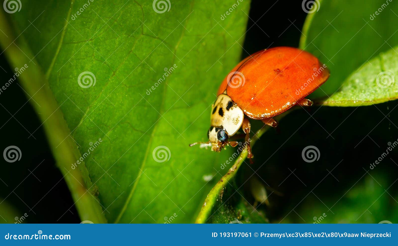 Ladybug without Dots Stand on the Leafe Stock Image - Image of insect ...