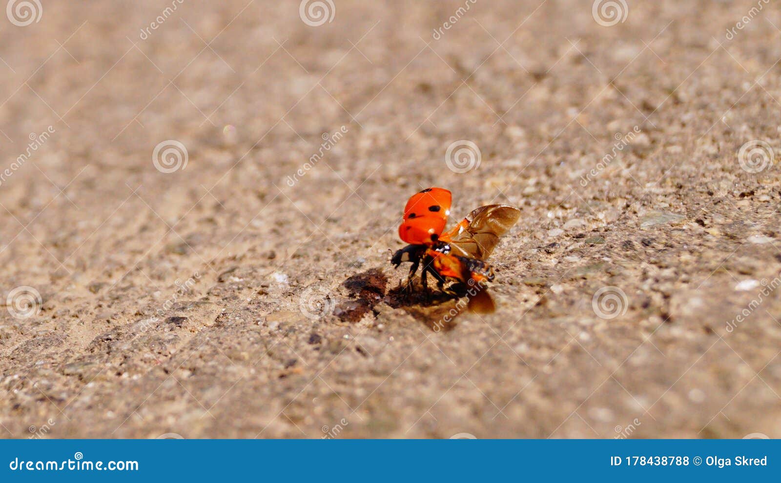 A Close Up of a Ladybug on Fly. Macro Stock Photo - Image of animal ...
