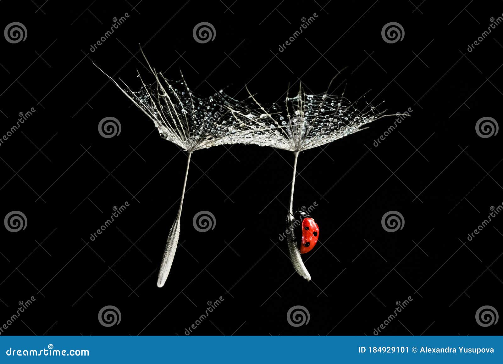 Close-up Ladybug Flying on Two Dandelion Seeds with Water Drops Stock ...
