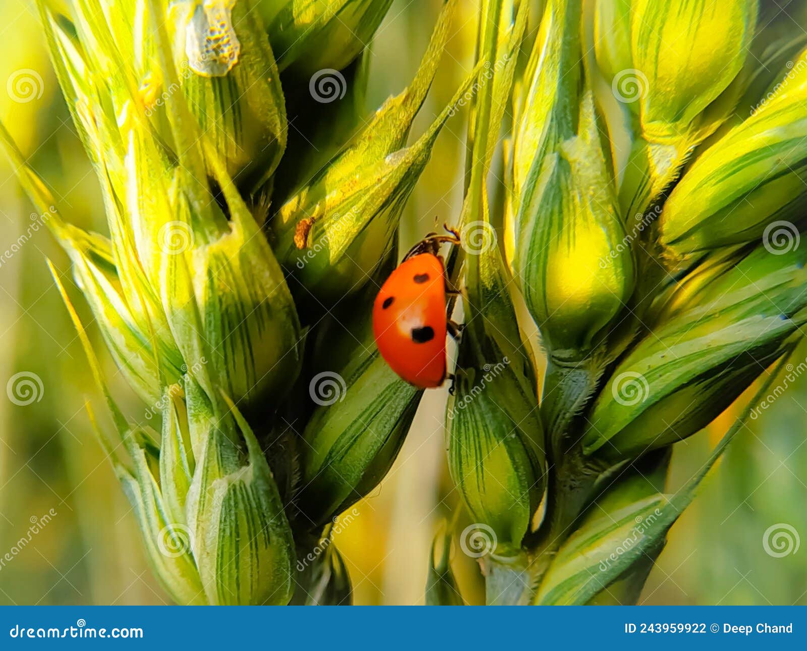 Close Up of Ladybug on a Green Wheat Ears Stock Photo - Image of beetle ...