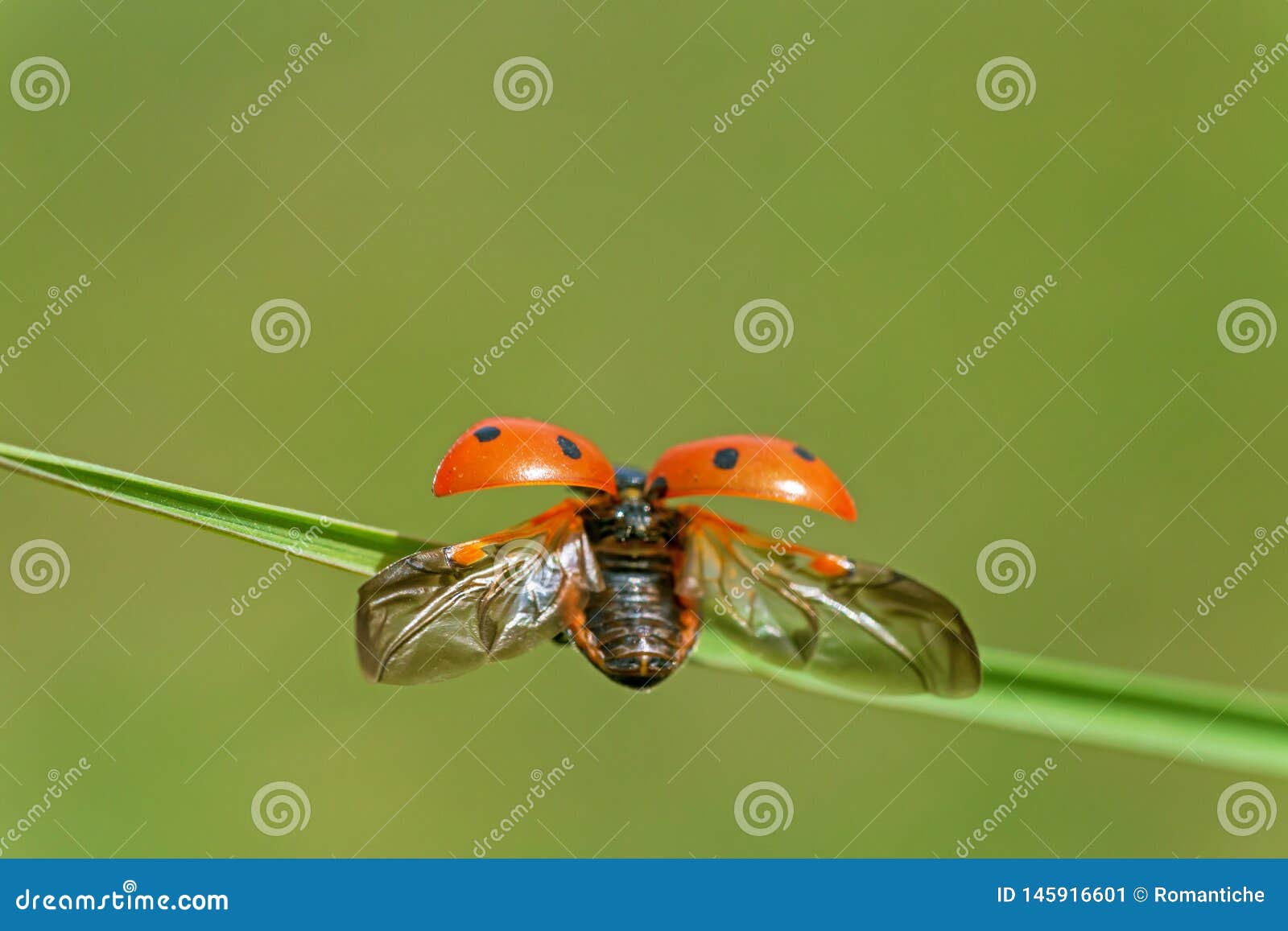 Close Up of Ladybug with Opened Wings Stock Image - Image of ladybird ...