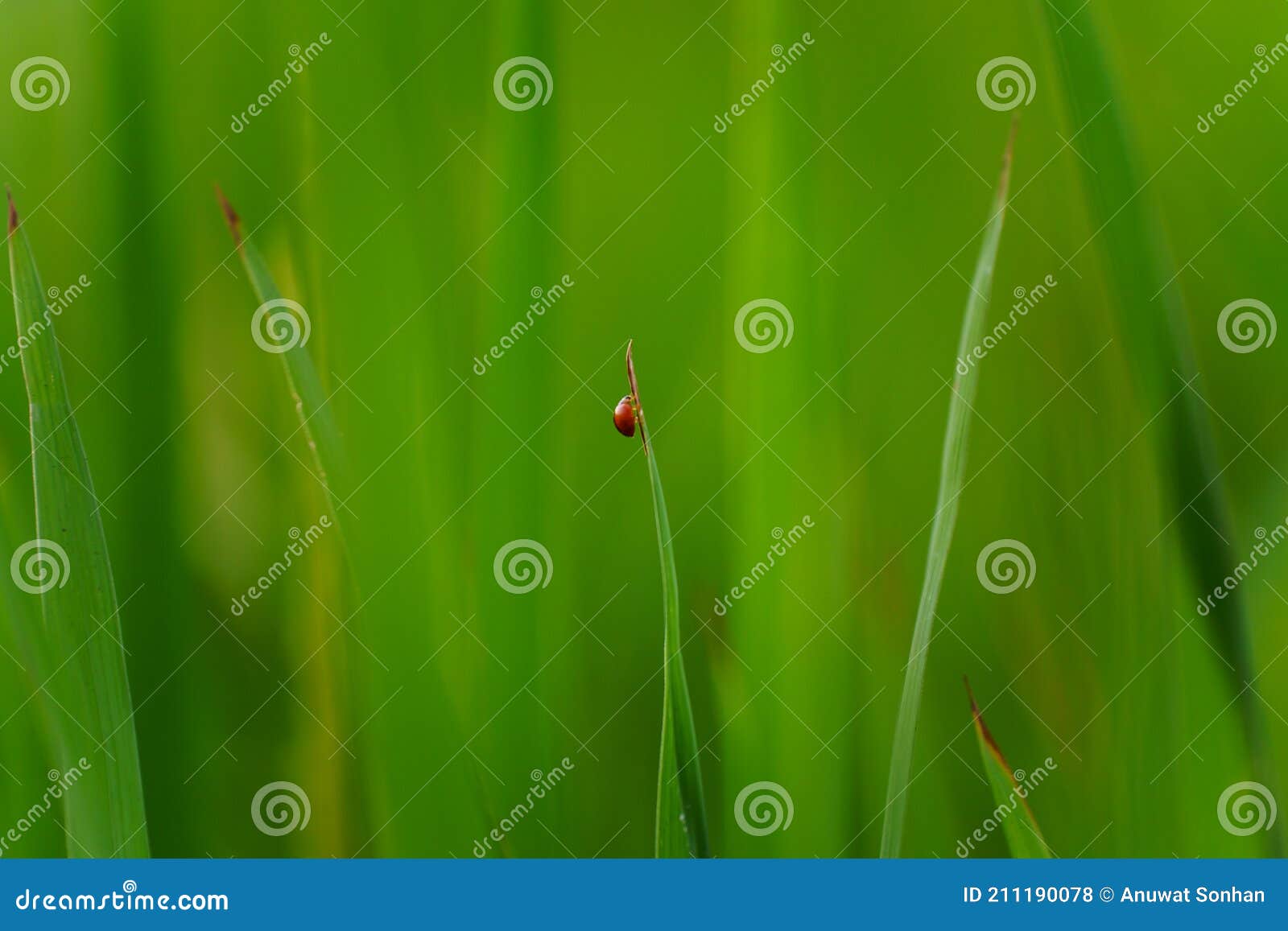 Close Up Ladybug with Rice Leaves and Green Soft Focus Background Stock ...